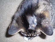 Cat Shaved Head Red Sores Skin Infection Picture Image Photo Cat Shaved Head Red Sores Skin Infection Picture Image Photo